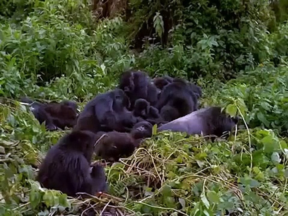 Gorilla Mating - Mountain Gorilla - BBC - video Dailymotion