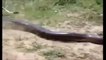 Giant Python eaten whole woman Live Snake eating girl - video Dailymotion