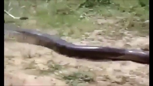 Giant Snake Eats Woman Alive - Biggest Python Snake - Giant Anacond ...