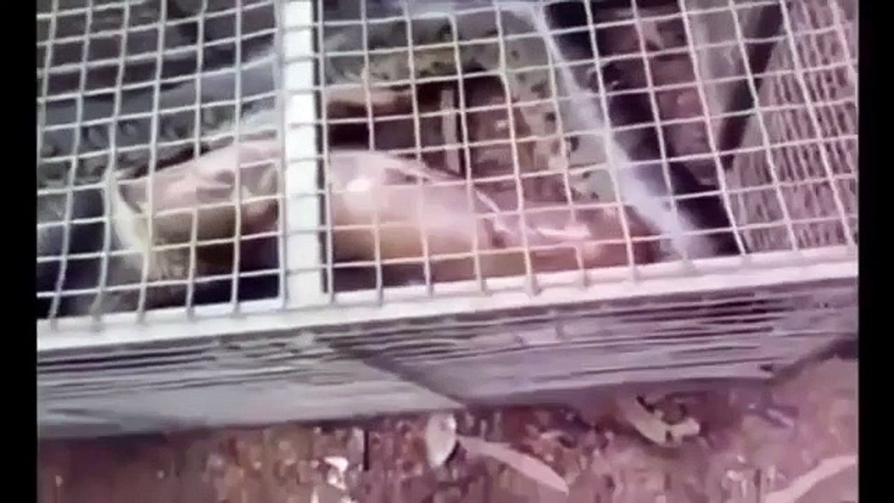 Giant Snake Eats Woman Alive - Biggest Python Snake - Giant Anaconda ...