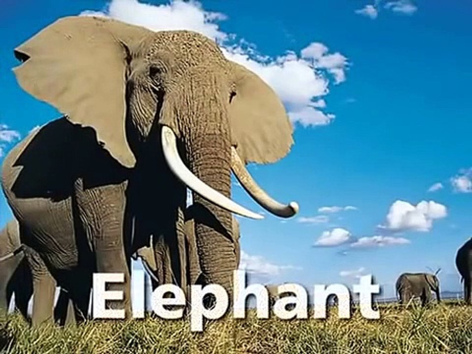 Baby Einstein Baby Noah Animal - video Dailymotion