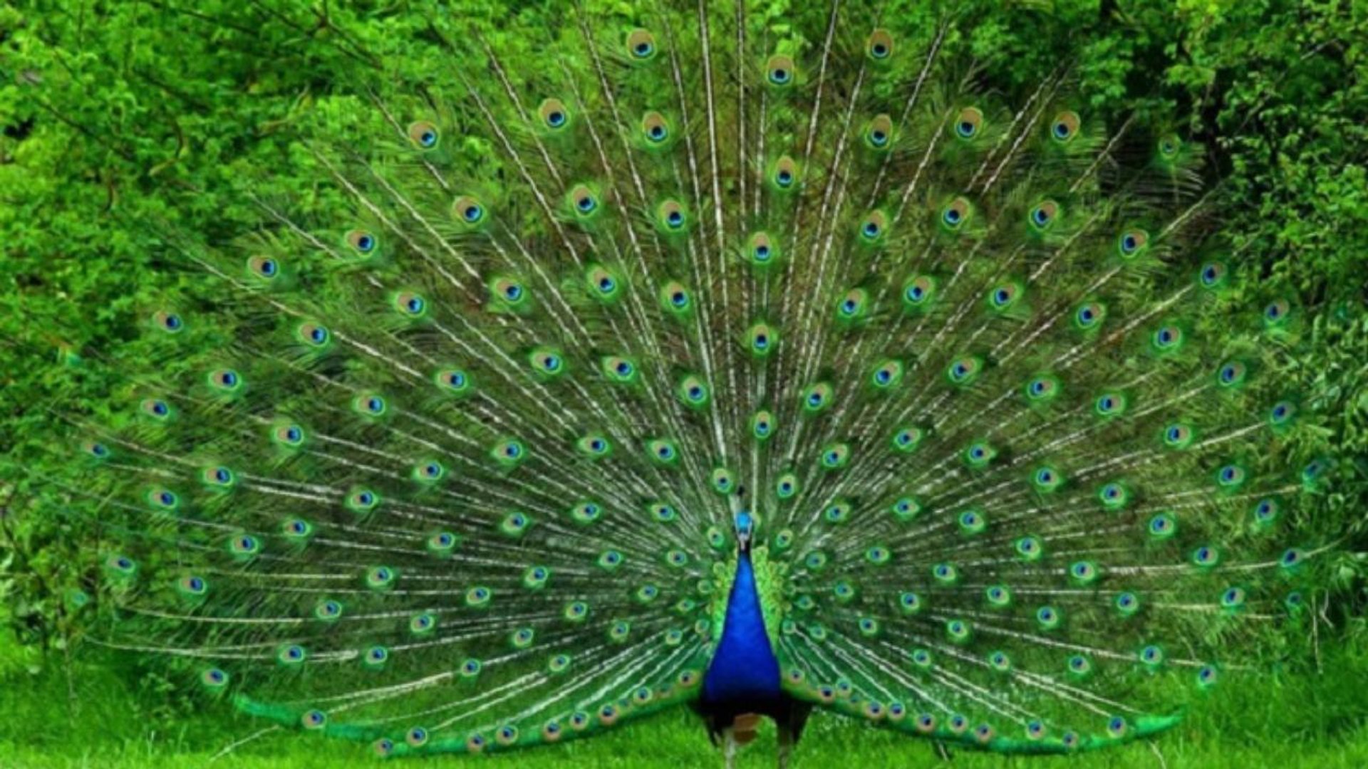 Peacock Pictures In Rain