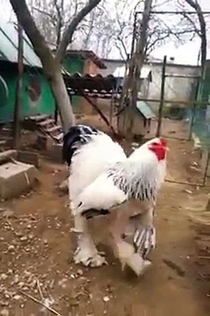 Biggest Rooster In The World