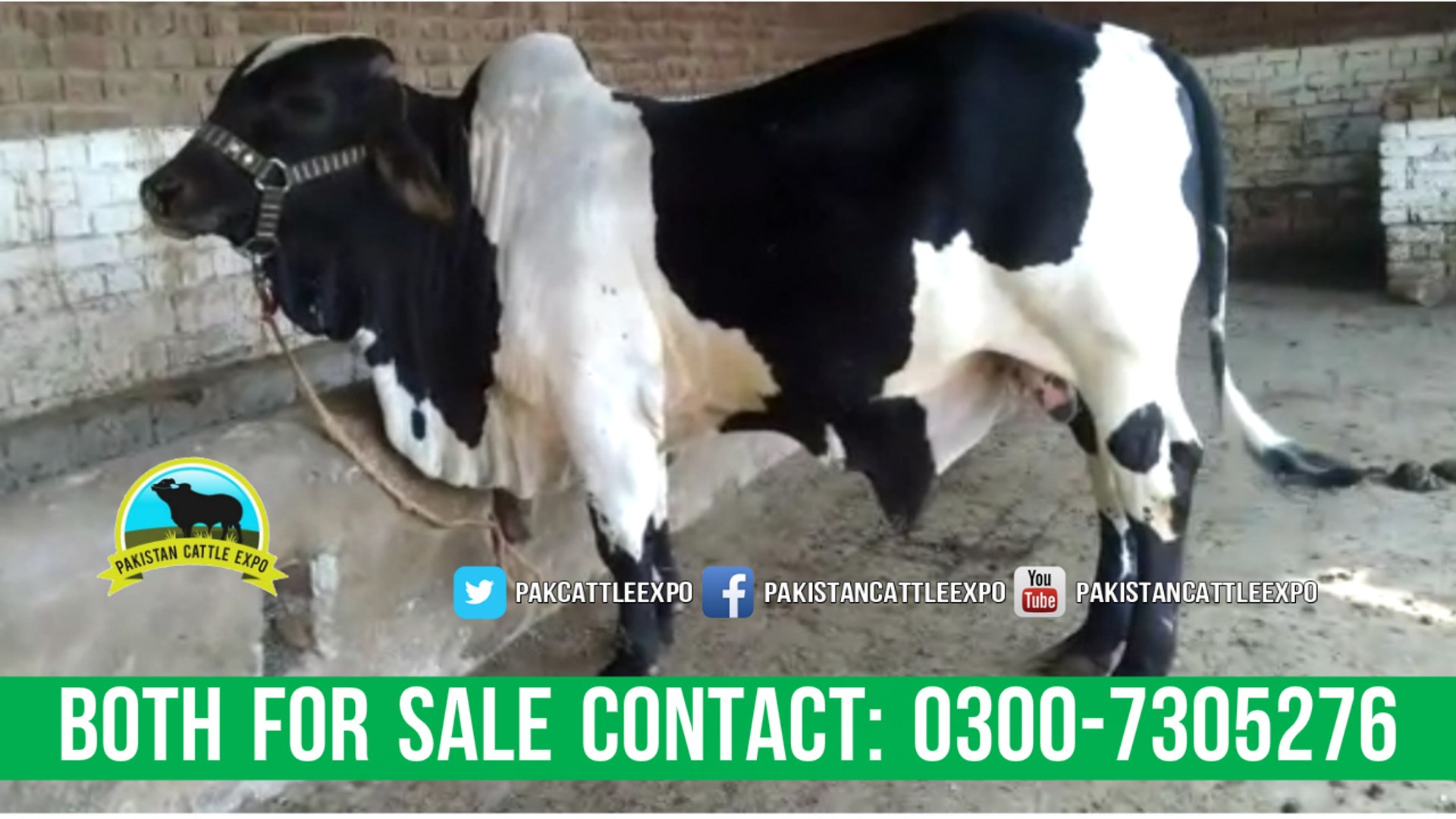 Qurbani Bakra Mandi 2017