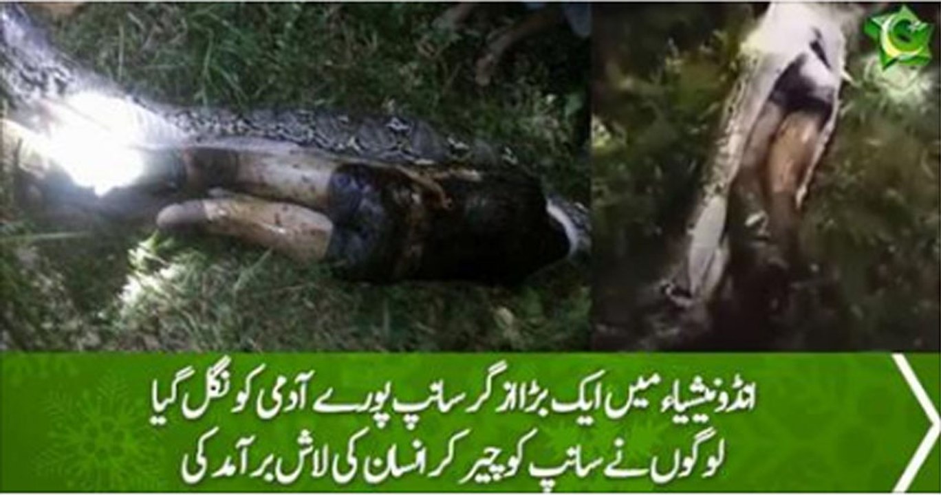Indonesian Man Eaten by Large Python - video Dailymotion