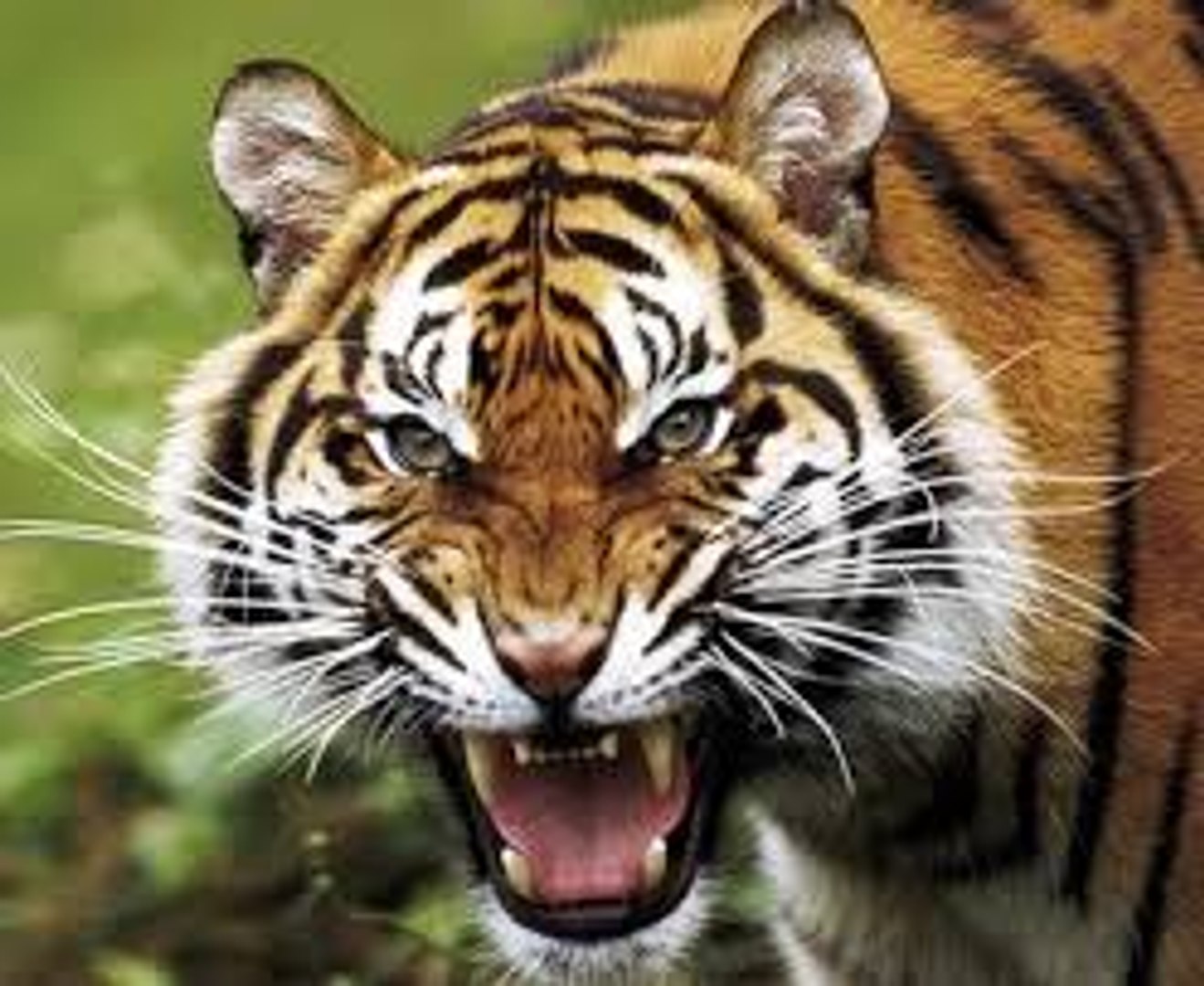 Tigers In The Wild Bbc