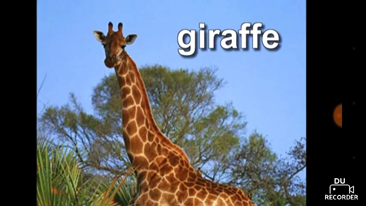 Let's Watch Baby Dolittle World Animals (2001) Part 4 - video Dailymotion