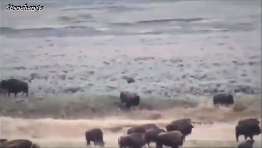 Bison vs Grizzly Bear - Wild Animal Interaction - video Dailymotion
