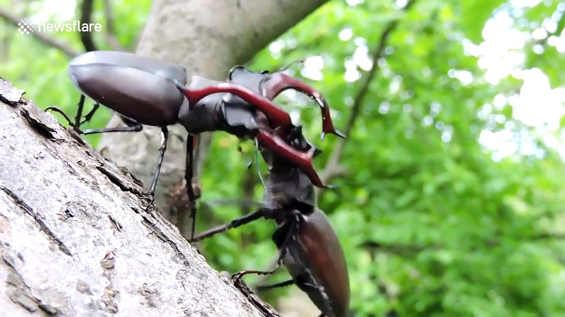 Stag Beetle Fighting