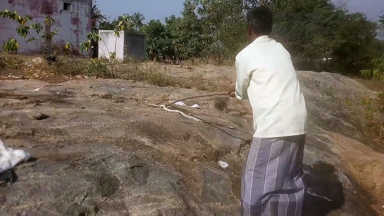 Sarai pambu (Sarai Snake) - video Dailymotion