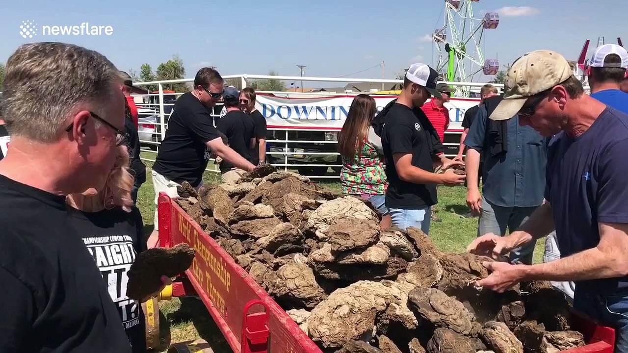 'Cow chip' throwing contest takes place in Beaver, Oklahoma - video ...