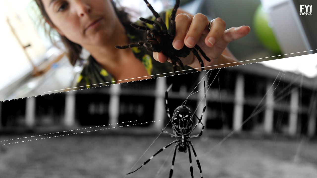 Spiders On Drugs - video Dailymotion