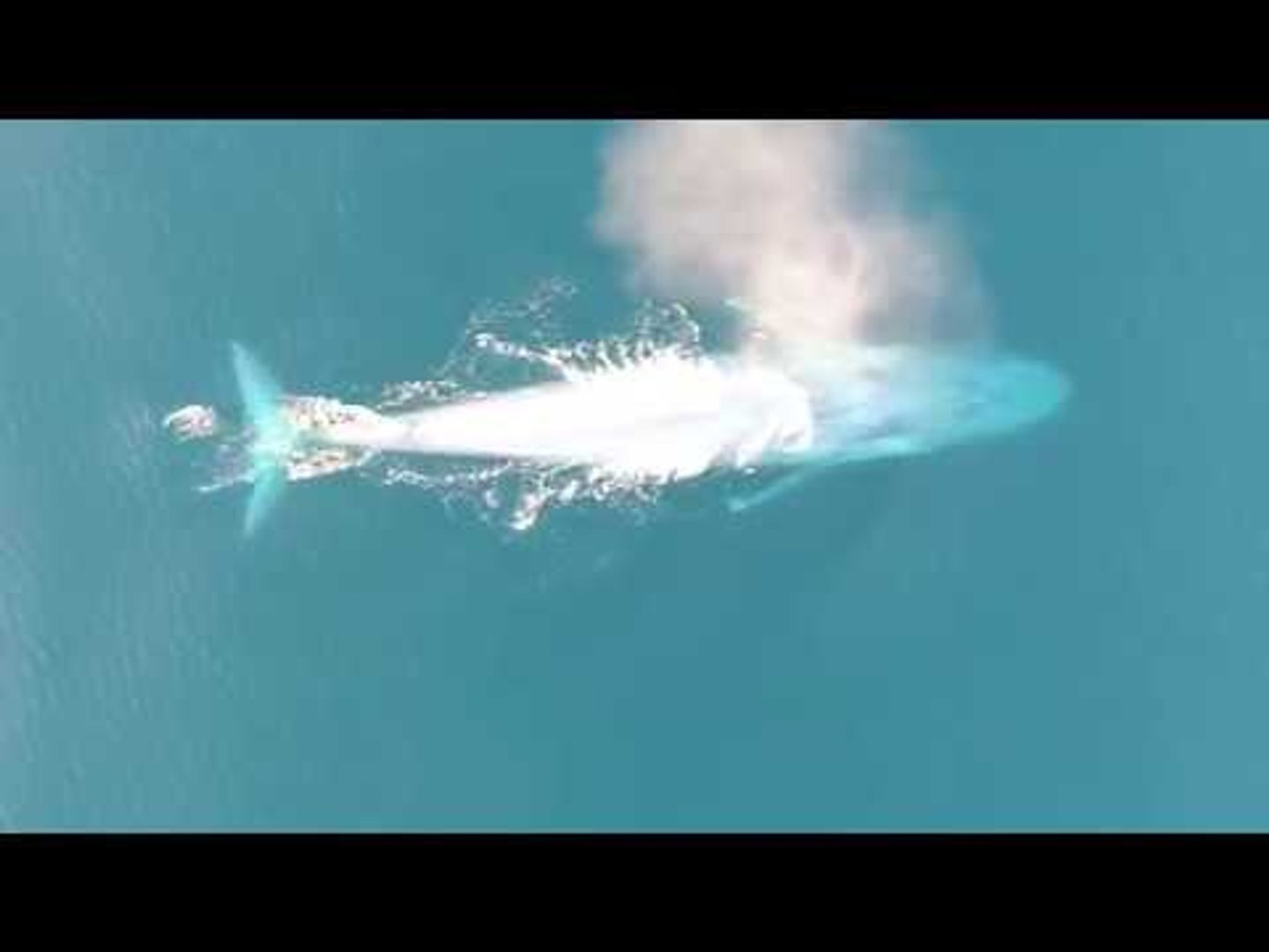 Blue Whale Eating Fish