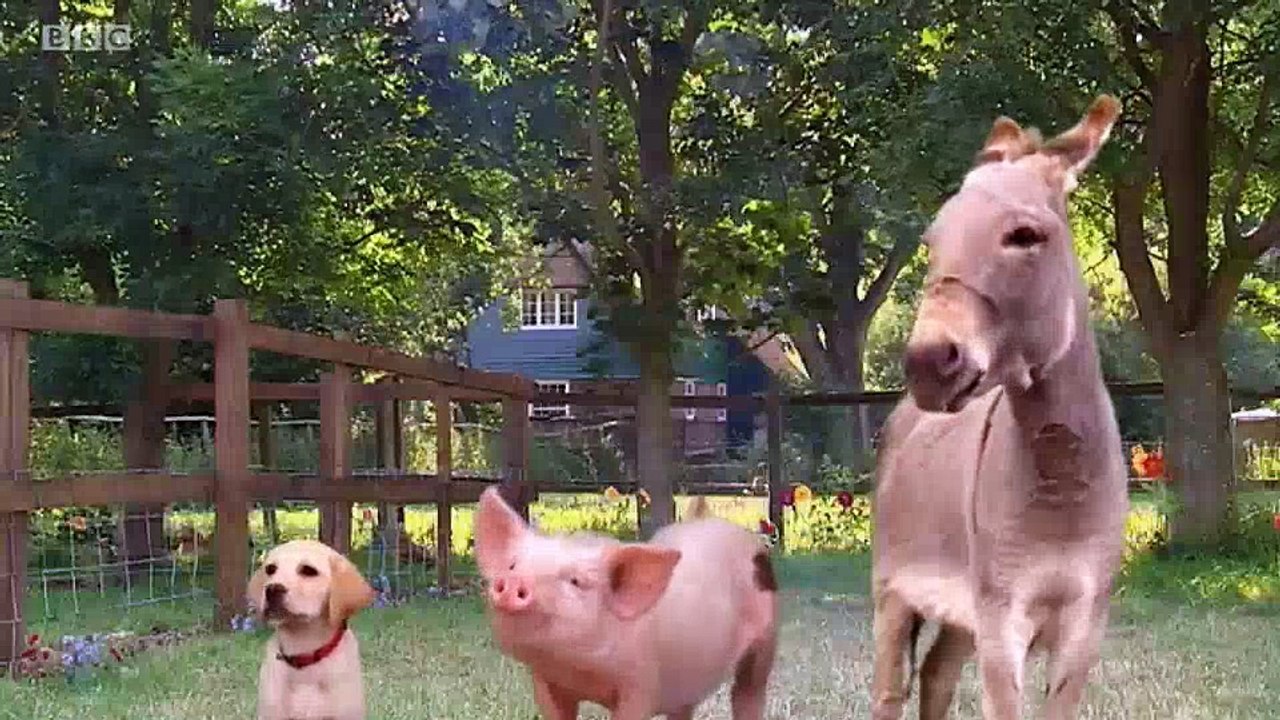 Big Barn Farm - S2E08. Gobo Gets Hiccups - video Dailymotion