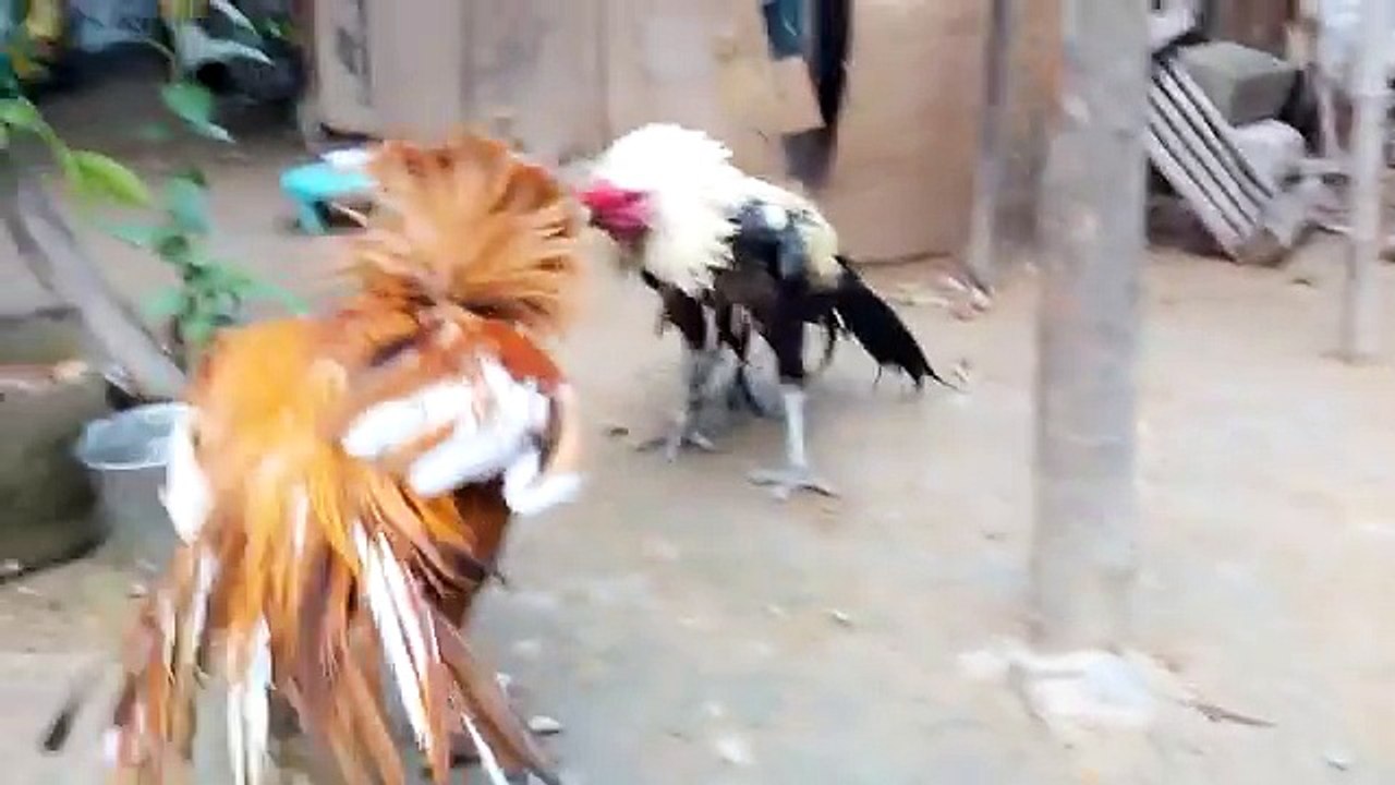Biggest wild Chicken fight Compilation- Outstanding Rooster fight 2017 ...