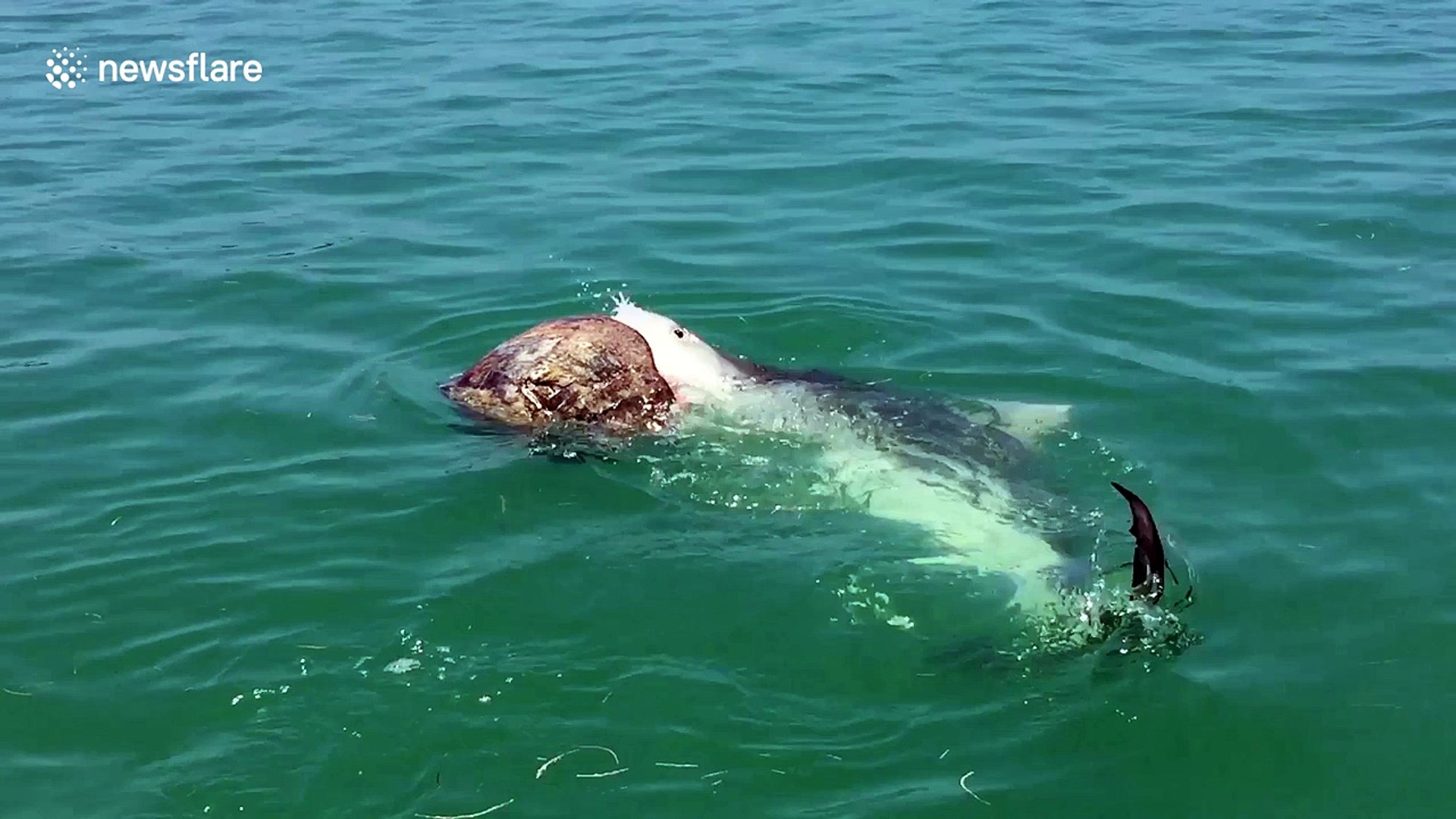 Tiger Sharks Eating Turtle