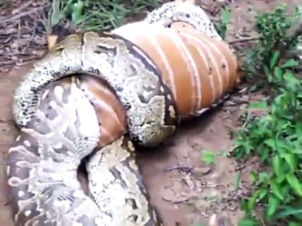 Huge Snake Python Eating A Deer - video Dailymotion