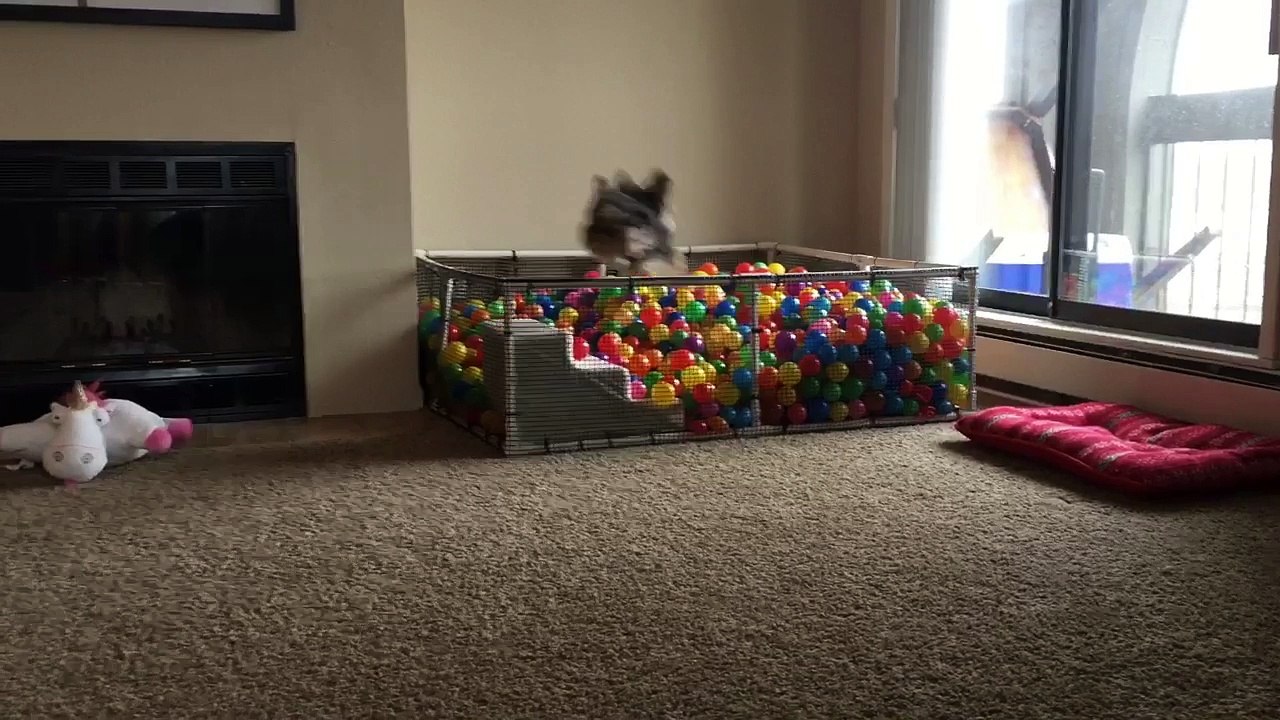 Ball Pit Fun - video Dailymotion