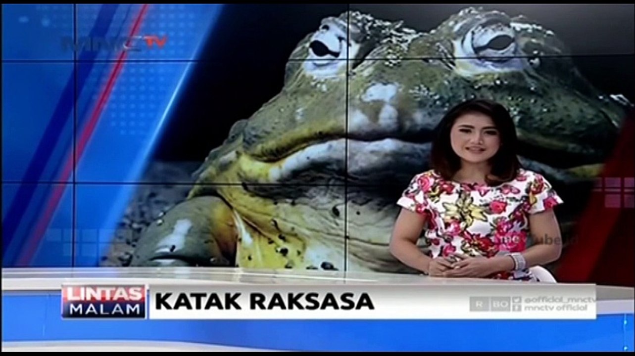 Katak Raksasa Gemparkan Warga Sulsel - video Dailymotion