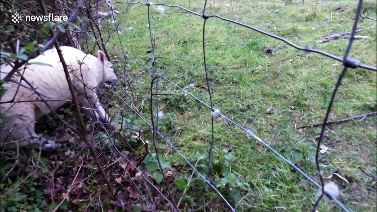 Good samaritan rescues lamb stuck in a fence - video Dailymotion