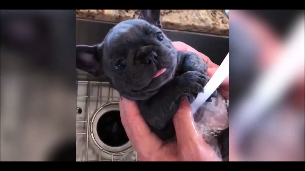Ce chien est trop chou... Adorable - Vidéo Dailymotion