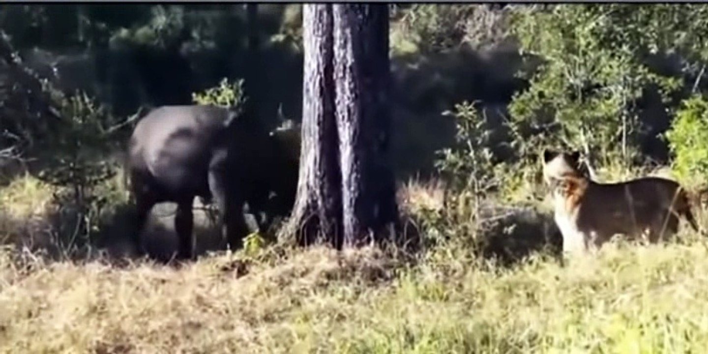 the animals vidio - video Dailymotion