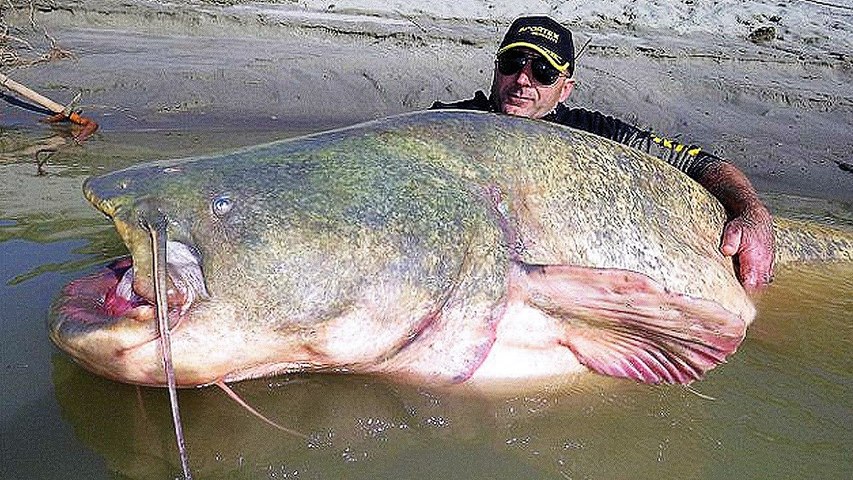Biggest Fish In The World Ever Caught On Tape