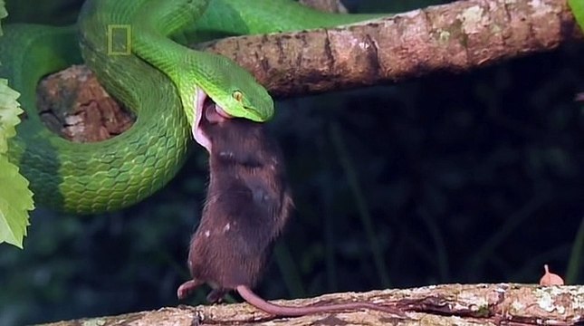 World39s Deadliest Animals National Geographic