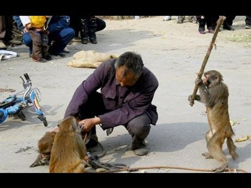 FUNNY ANIMALS - Crazy Monkey and Man Fight - Monkey Slaps Man - FUNNY ...