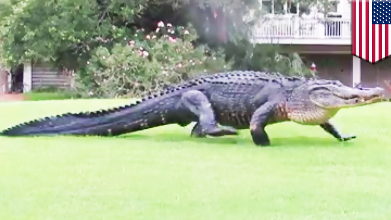Massive alligator saunters onto South Carolina golf course - video ...