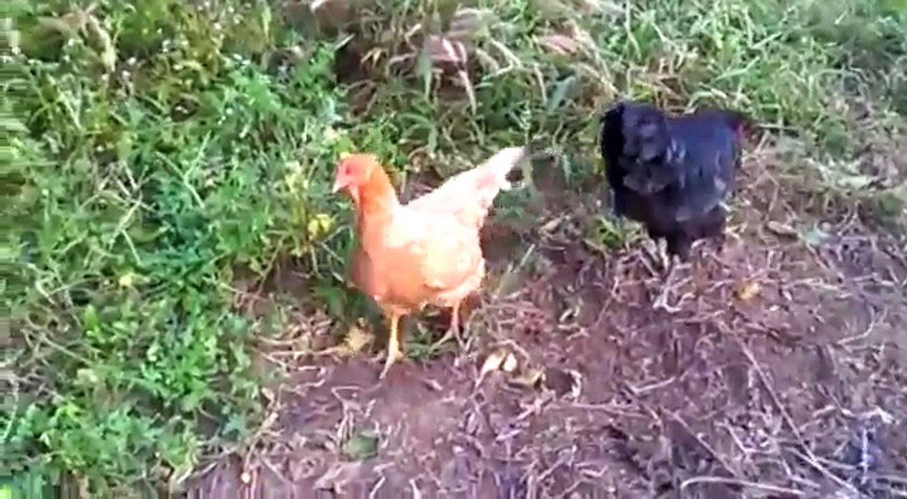 How's a rooster mating with hen? - video Dailymotion