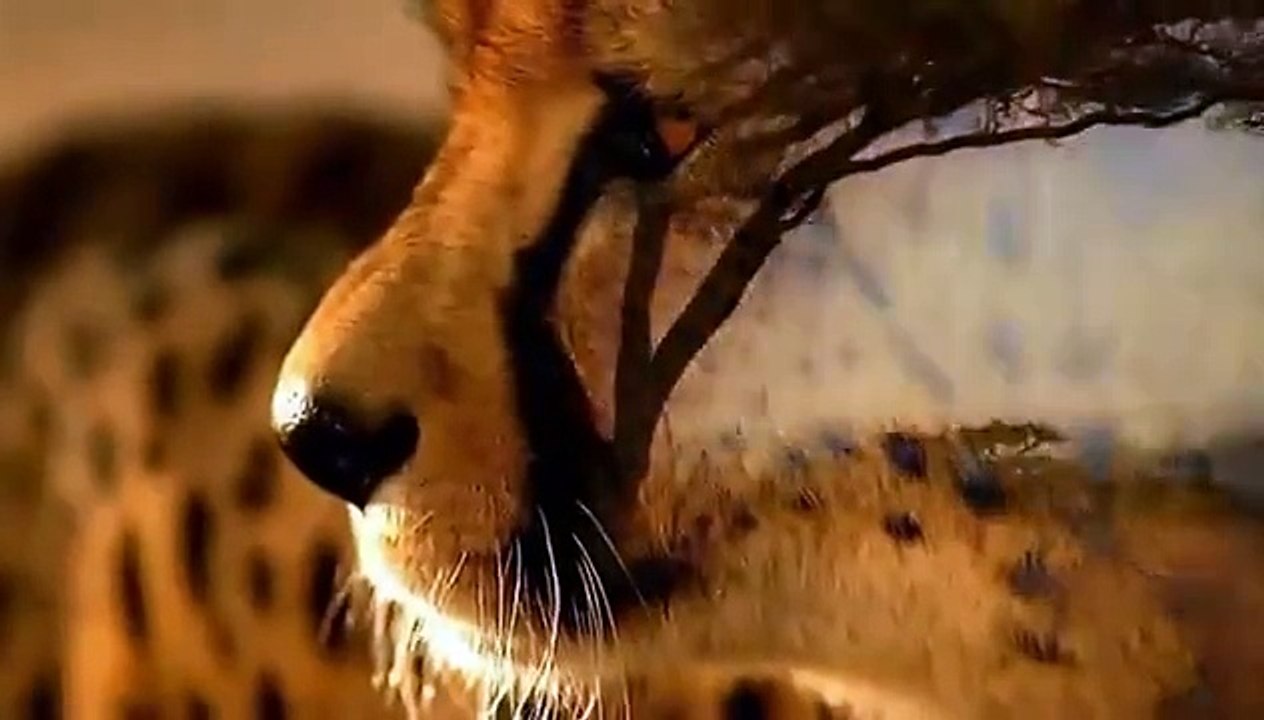 In the Valley of the Wolves (Documentary Full Length) - Dailymotion Video