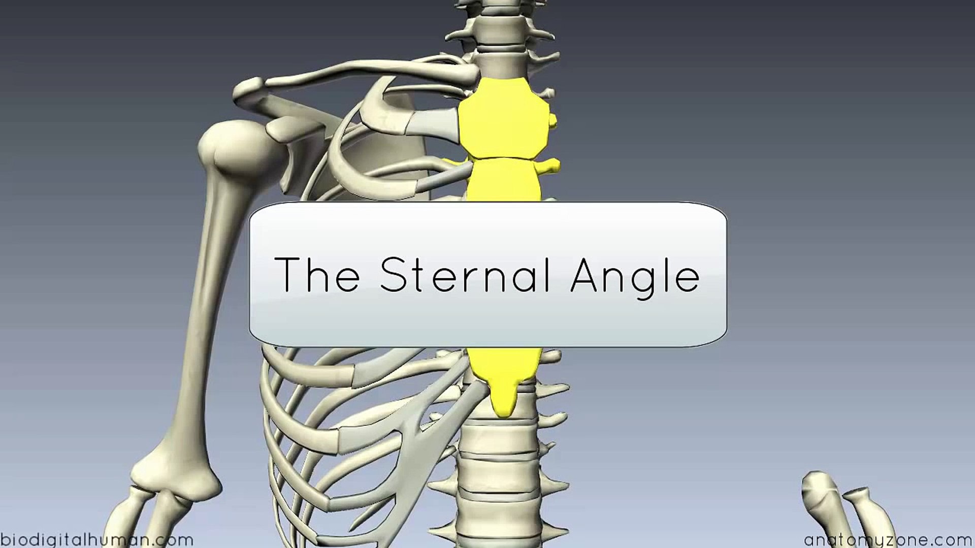 Manubriosternal Angle