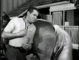 Mister Ed Season 1 by TV Series Collection - Dailymotion