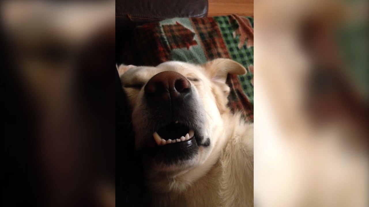 Cutest Snoozing Dog - video Dailymotion