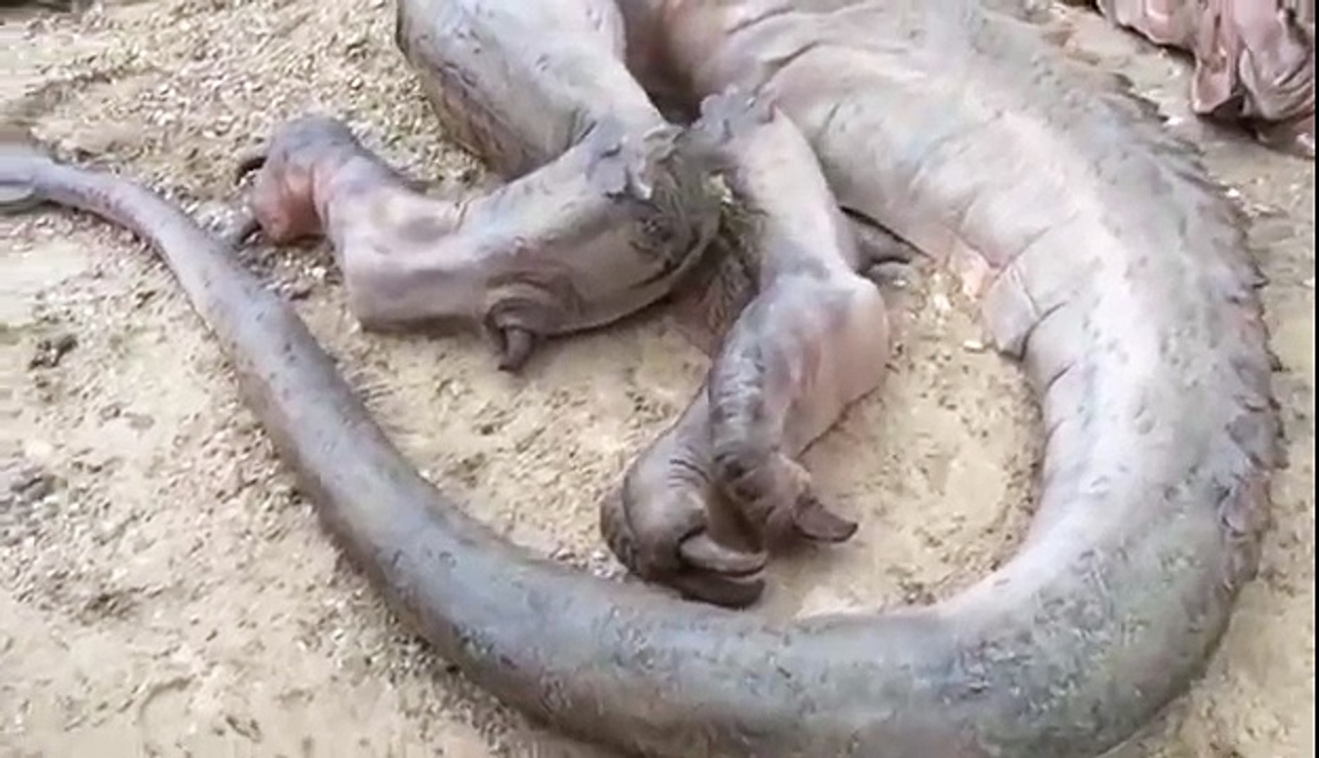 Real Dragon Sightings