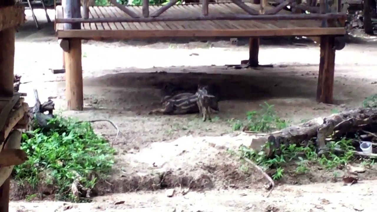 Most Amazing Monkeys Meeting with Group Monkey on the car Funny Monkey ...