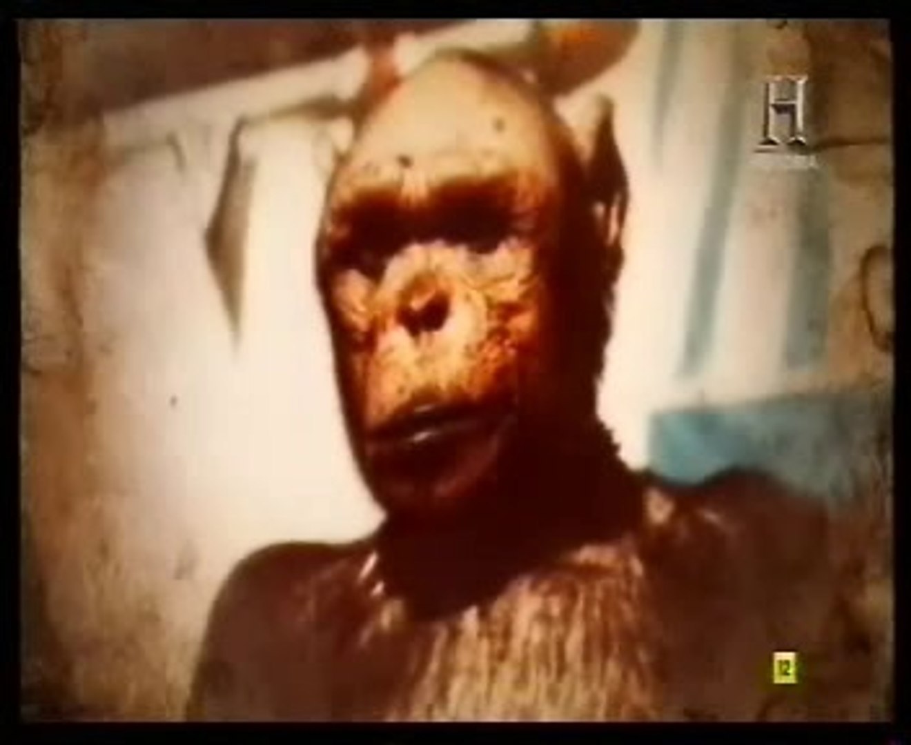 Macaco Humano Hibrido Oliver Primates In Brazil: Every Monkey On Their