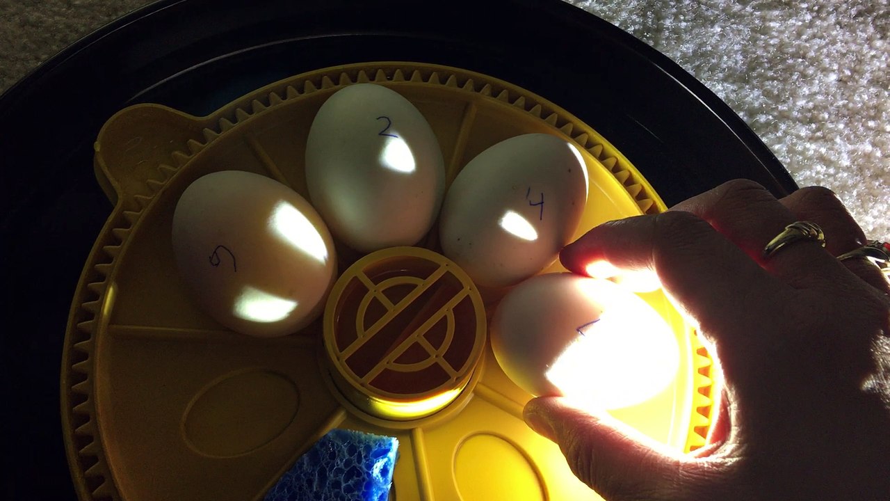 Day 12 - Duck Egg Candling - Movement seen! - Khaki Campbell Duck ...