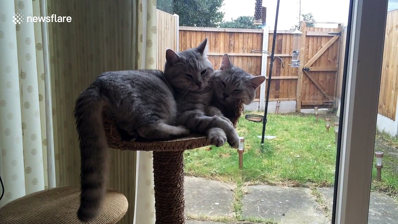 Is this really a two-headed cat? - video Dailymotion