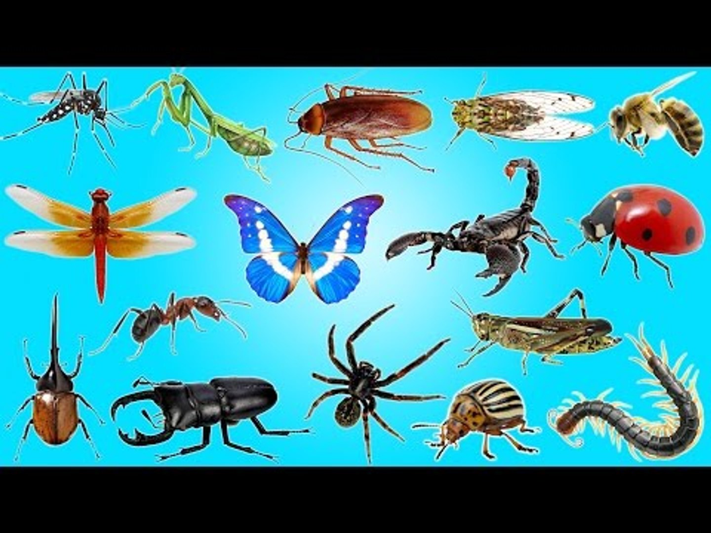Insects And Bugs For Kids Youtube