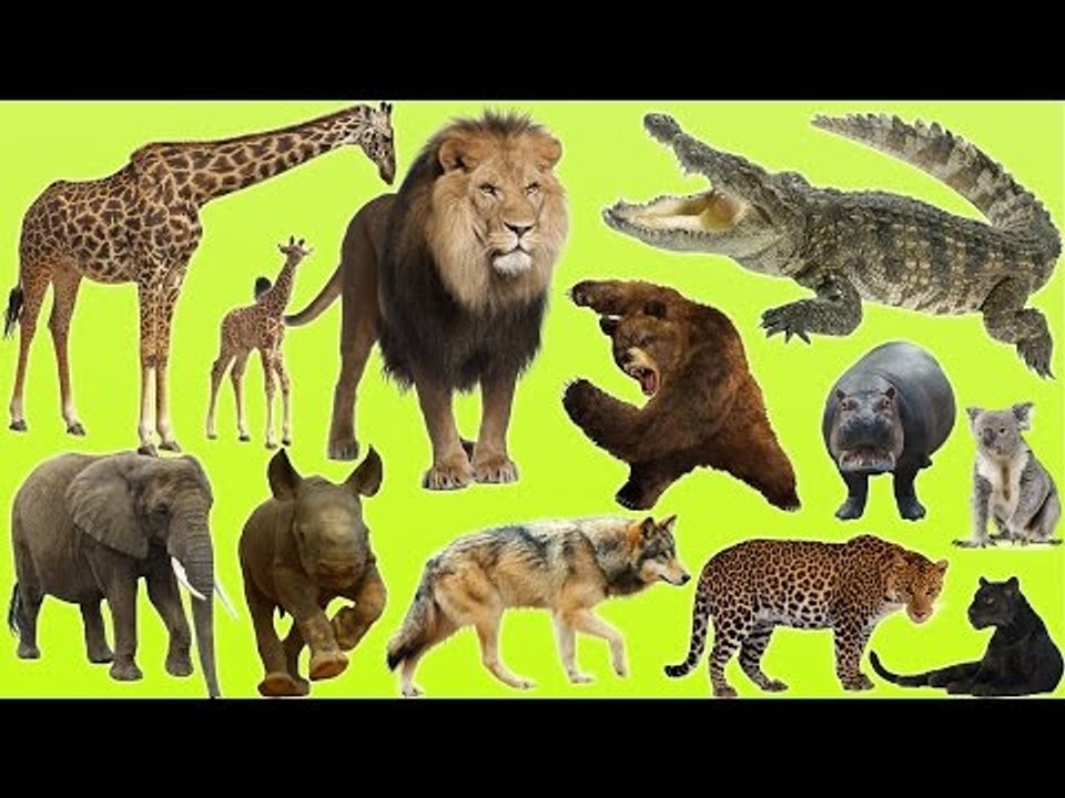 Kids at the Zoo | Animals at the Zoo | Learn Safari Wild ZOO Animals ...