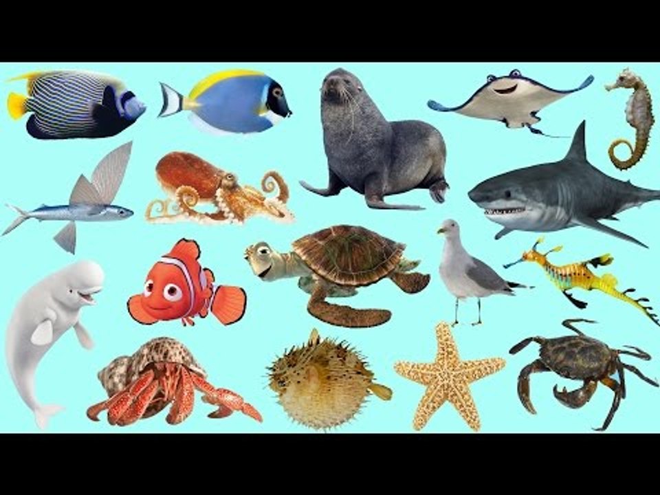 Sea Animals for Kids | Real Life Sea Animals for Children | Fun Toddler ...