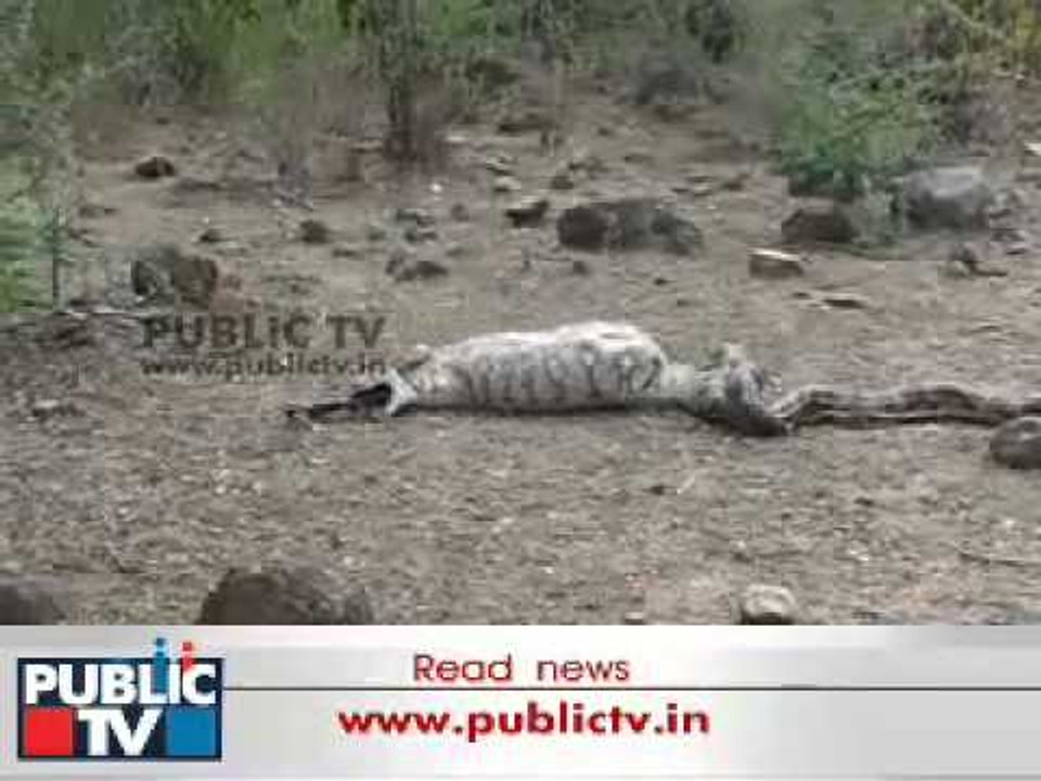 Caught On Camera: Giant Python Swallows Goat In Chamarajanagar - video ...