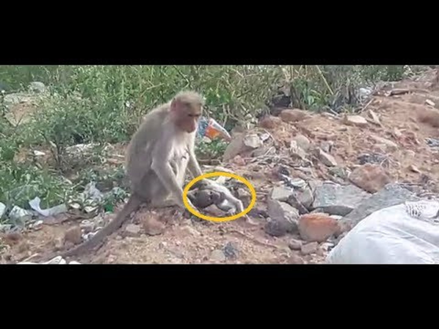 Dead Baby Monkeys Heartbreaking! Baby Monkey Clings To Its Dead