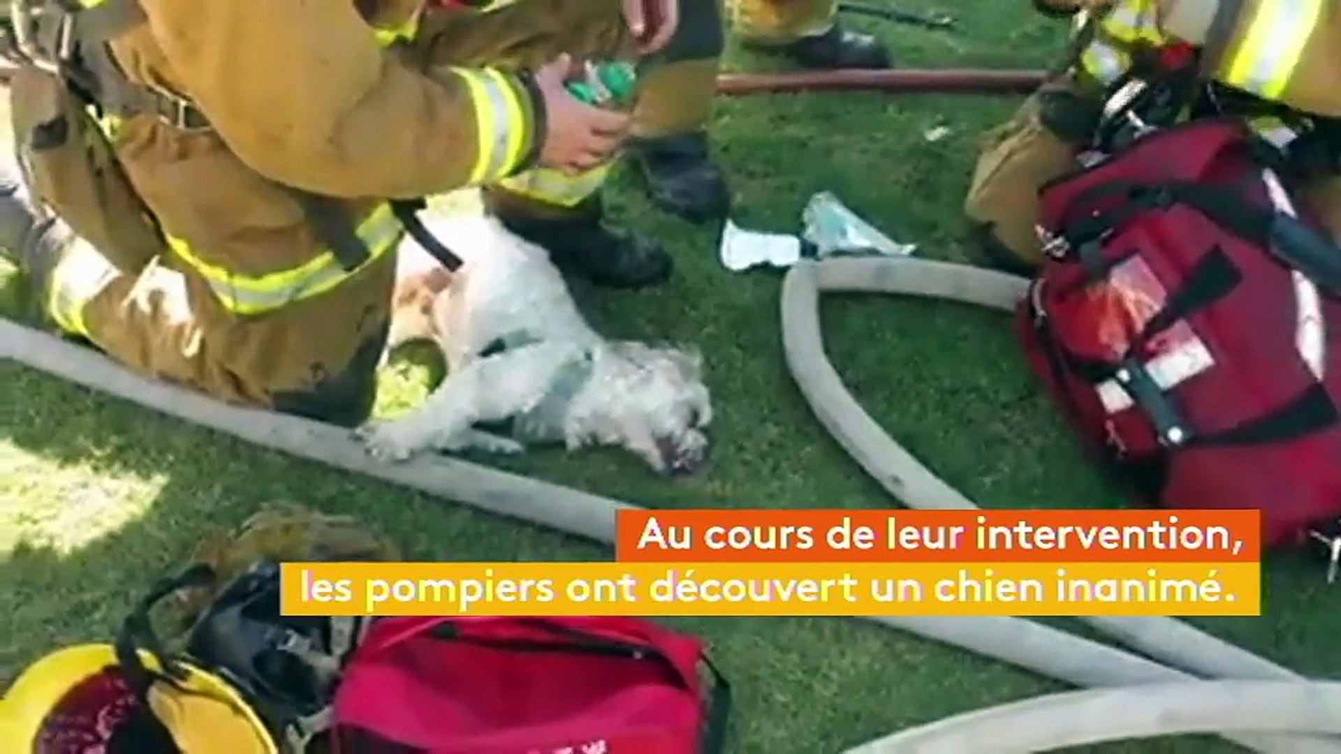 Les Pompiers Sauvent Les Animaux