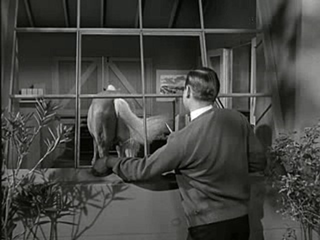 Mister Ed Season 3 by TV Series Collection - dailymotion