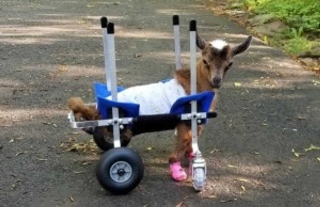 Goats on wheels: U.S. sanctuary gives prosthetics and carts to disabled ...