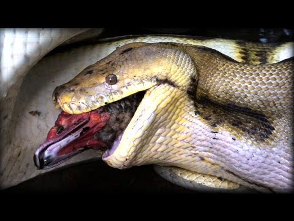 15 Scary Facts About Pythons - video Dailymotion
