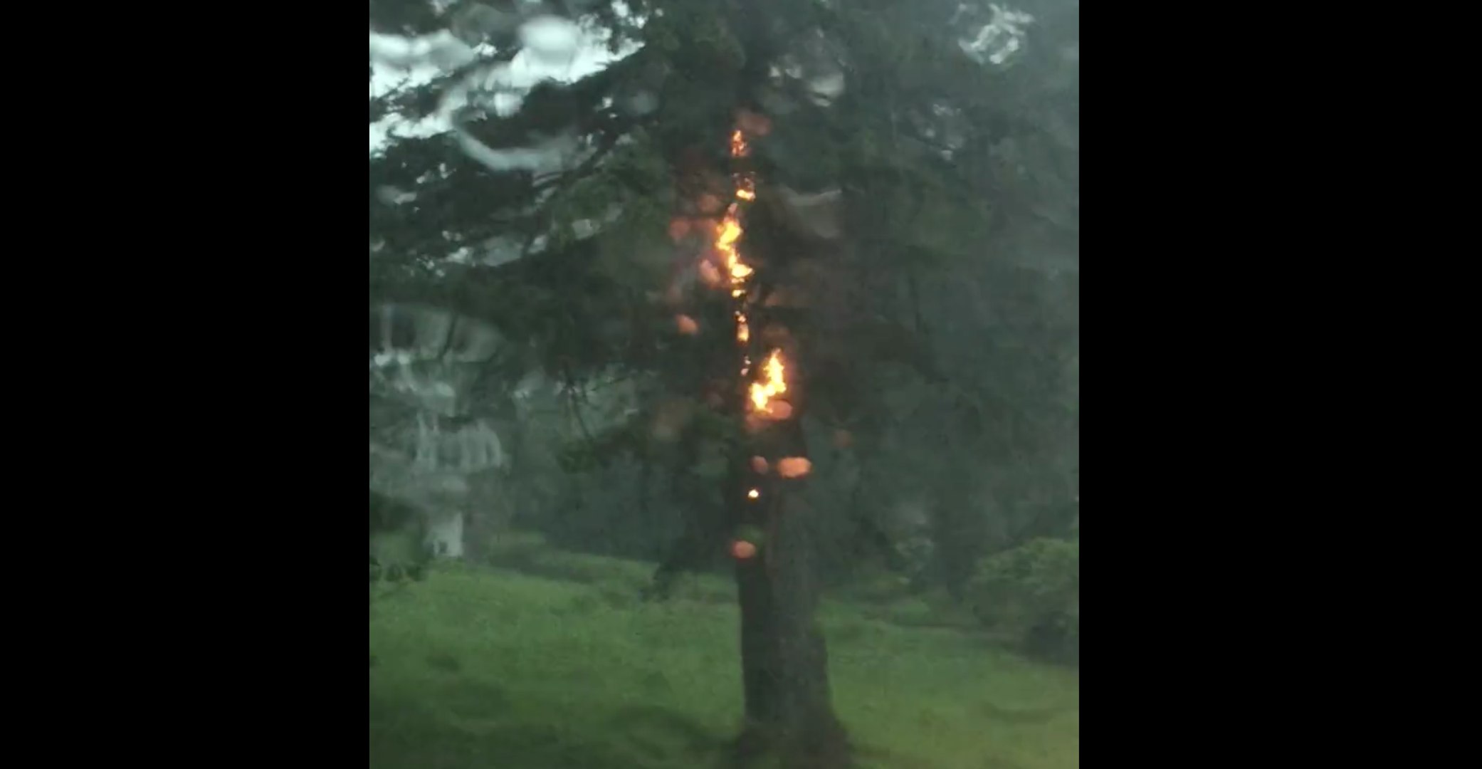Catching Fire Lightning Tree